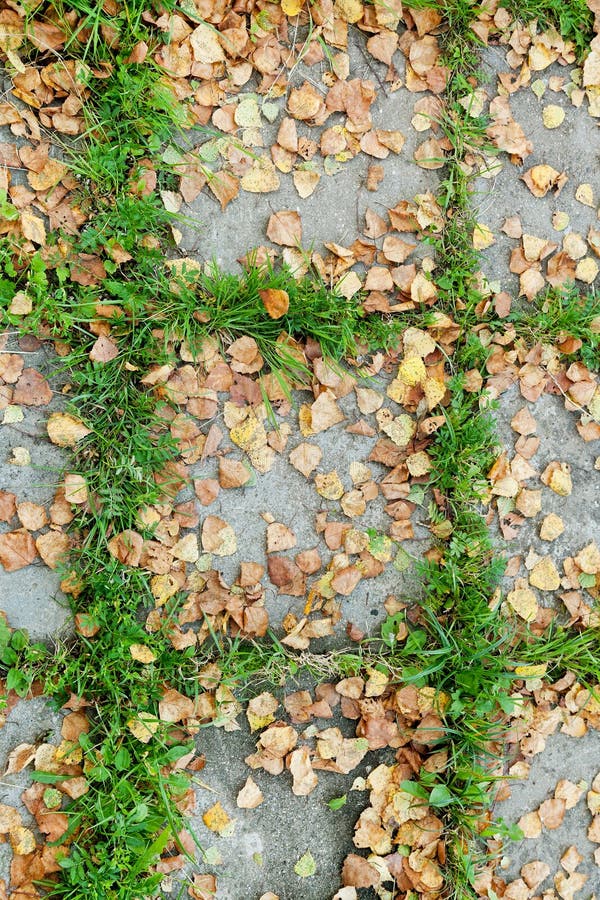 Autumn Leaves on Pavement Slab Stock Photo - Image of birch, green ...