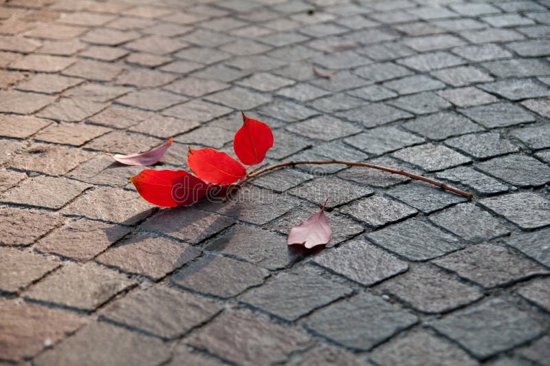 Autumn Leaves on the Pavement Stones Stock Photo - Image of leaves ...