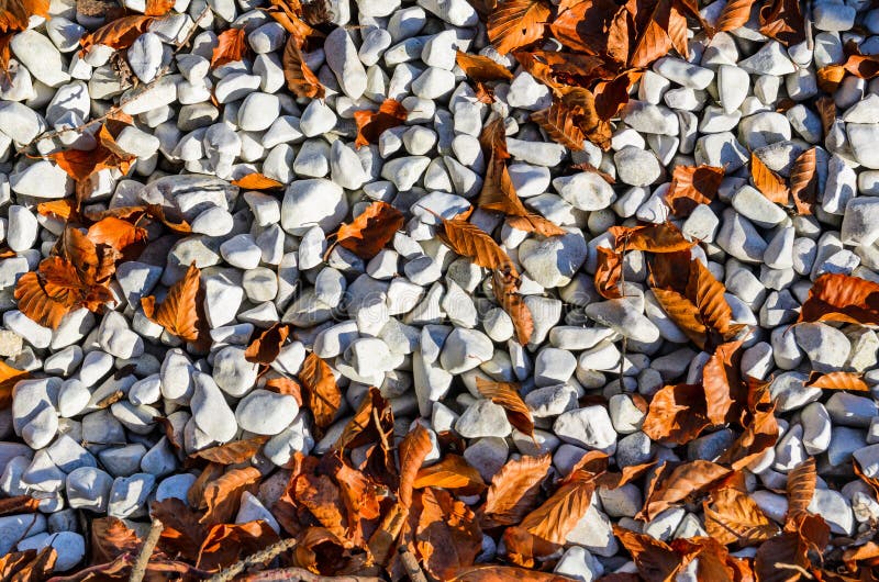 Autumn Leaves on Pebble Beach Stock Photo - Image of october, season ...