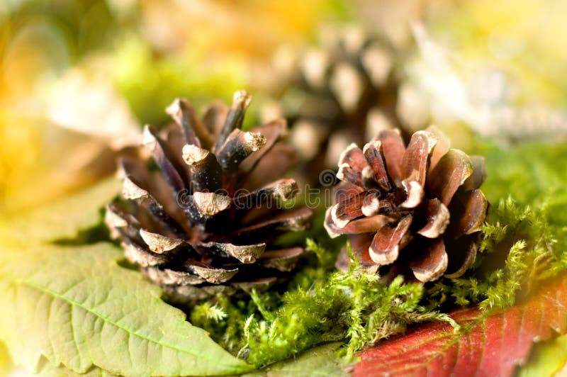 Autumn Leaves and Pine Cones Stock Image - Image of leaves, country ...