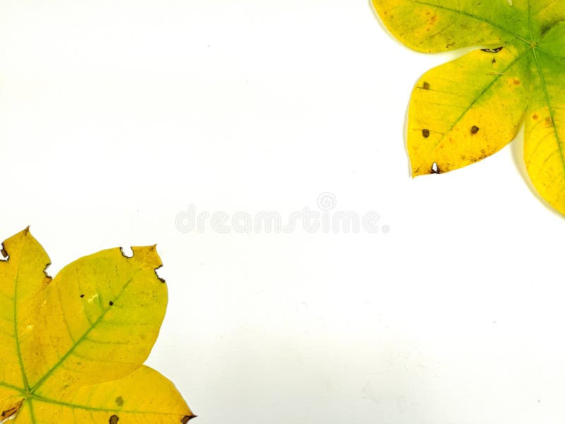 Autumn Leaves are Placed on a White Background with Part of the Leaf ...