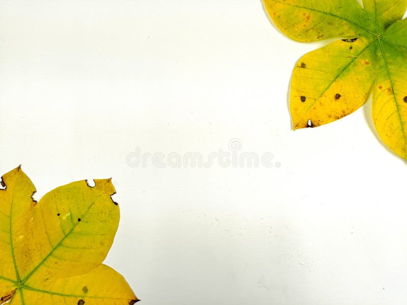 Autumn Leaves are Placed on a White Background with Part of the Leaf ...