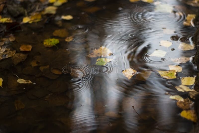 Autumn Leaves in a Puddle. Beautiful Background with Yellow Leaves ...