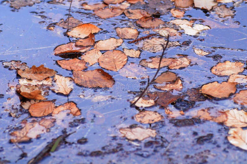 Autumn Leaves in a Puddle, Close-up, Stock Image - Image of water, snow ...