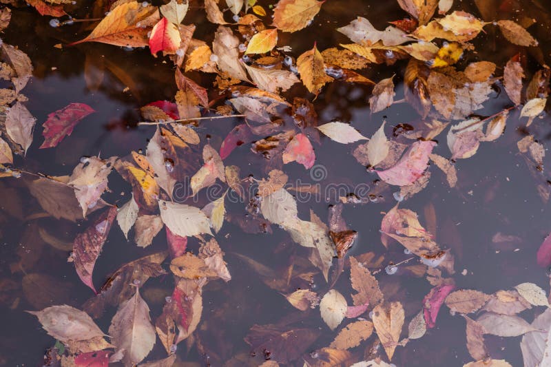 Fall Leaves in the Water after the Rain. Stock Photo - Image of rain ...