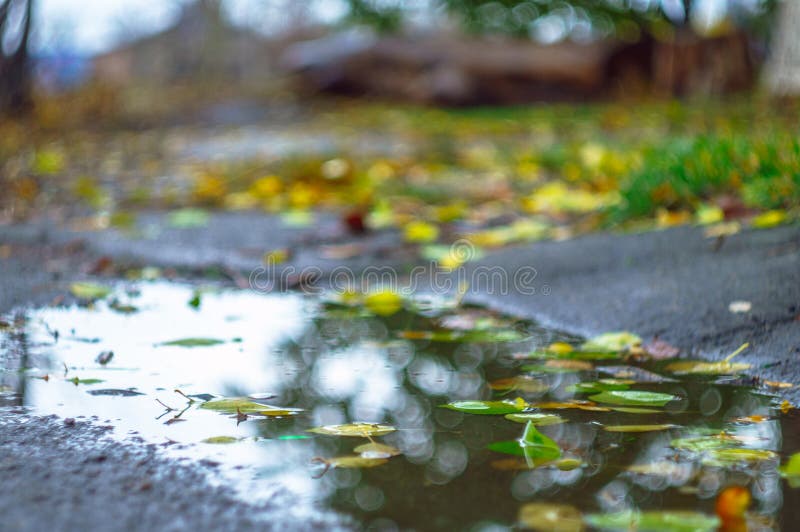 Autumn leaves in puddle stock photo. Image of background - 102807940