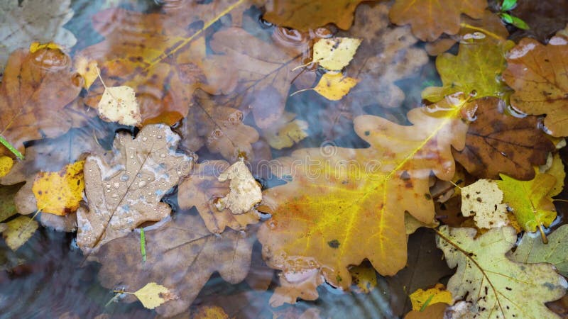 Autumn Leaves in a Puddle with Raindrops. Autumn Background Stock ...