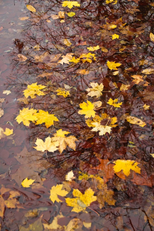 Autumn Leaves on a Puddle with Tree Shadow Stock Image - Image of ...