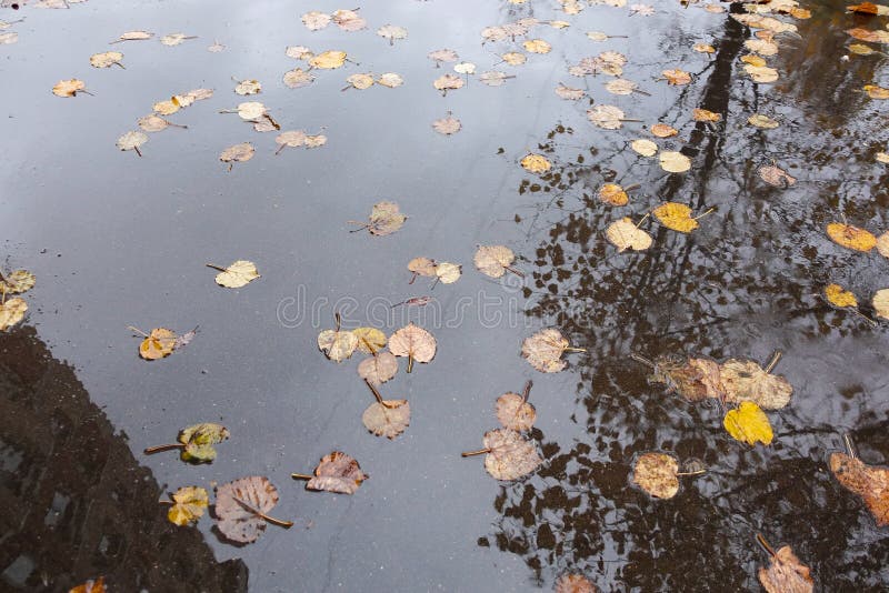 Autumn Leaves in a Rain Puddle. Autumn Concept Stock Photo - Image of ...