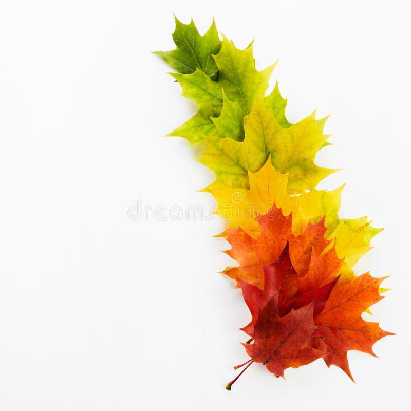 Autumn Leaves Rainbow Color Gradient. Autumn Season Change Concept ...