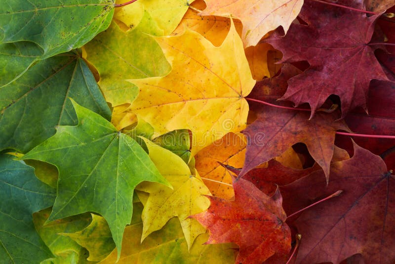 Autumn Leaves Rainbow Color Gradient. Autumn Season Change Concept ...