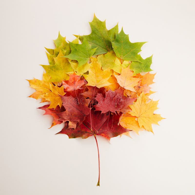Autumn Leaves Rainbow Color Gradient. Autumn Season Change Concept ...