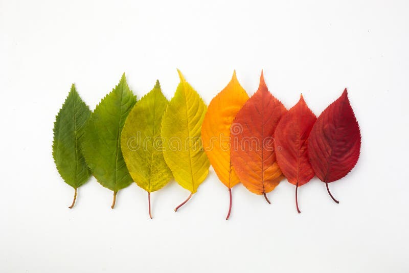 Autumn Leaves Rainbow Color Gradient. Autumn Season Change Concept ...