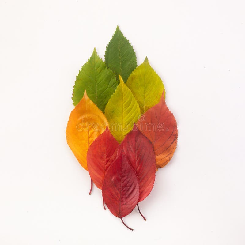 Autumn Leaves Rainbow Color Gradient. Autumn Season Change Concept ...