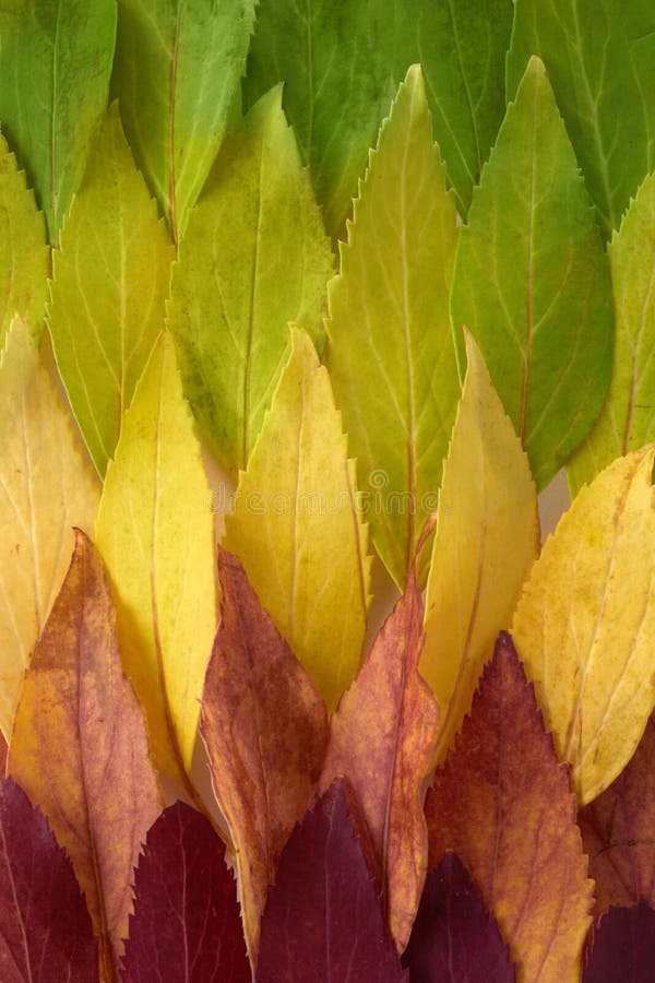 Autumn Leaves Rainbow Color Gradient. Autumn Season Change Concept ...