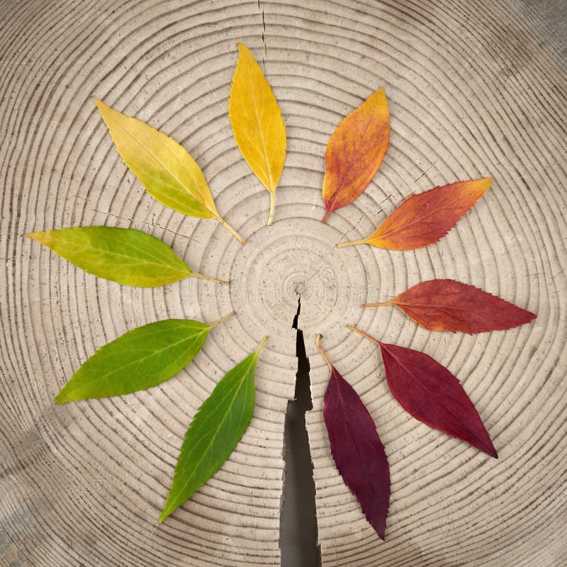 Autumn Leaves Rainbow Color Gradient. Autumn Season Change Concept ...