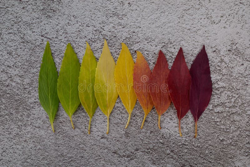 Autumn Leaves Rainbow Color Gradient. Autumn Season Change Concept ...
