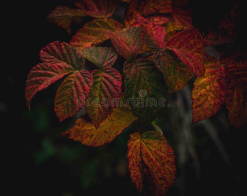 Autumn. stock image. Image of isolated, autumn, foliage - 161802679