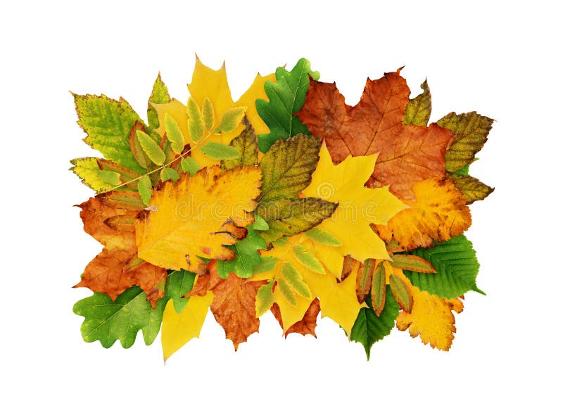 Autumn Leaves for Rectangle Backdrop or Card Isolated on White Stock ...