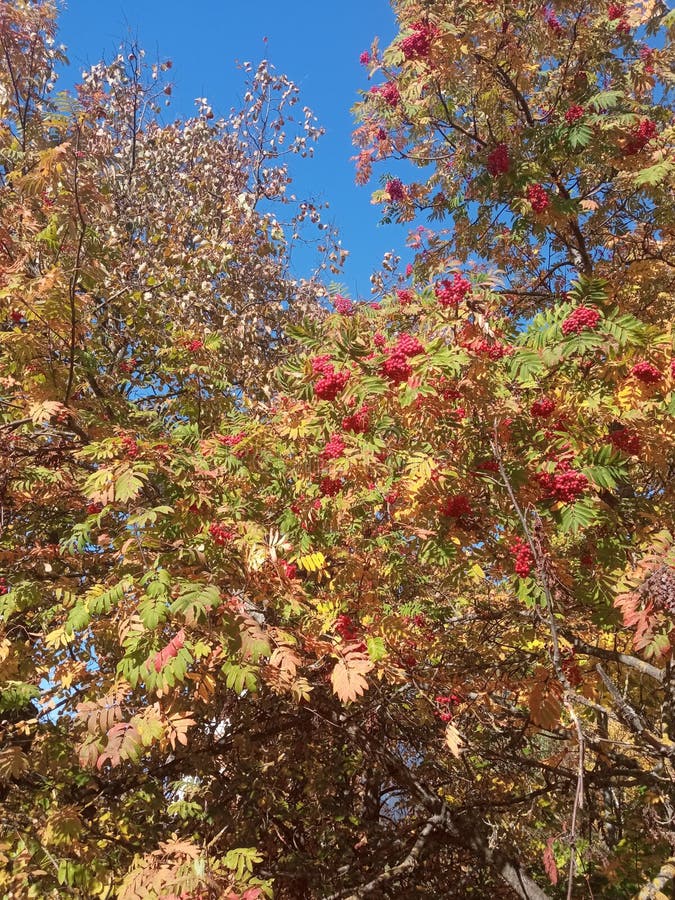 Autumn Leaves Red Berry at Tree Stock Photo - Image of green, stem ...