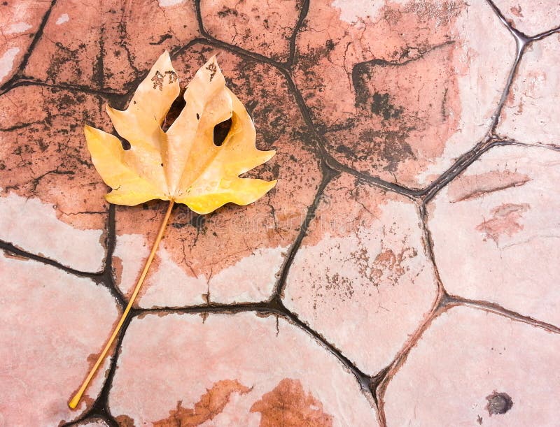Autumn leaves stock photo. Image of brick, leaves, autumn - 54405268