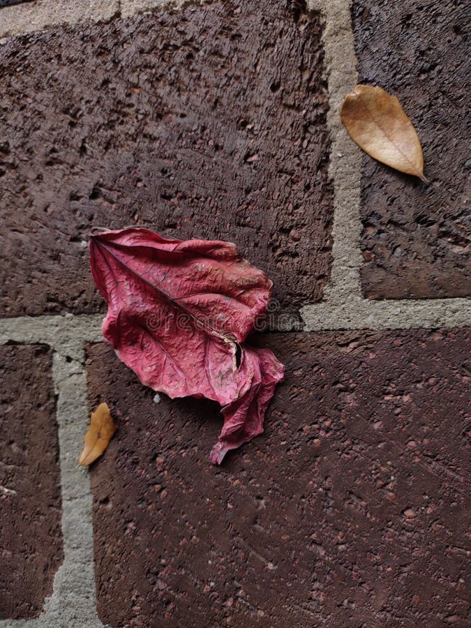 Autumn Leaves on Red Bricks Stock Photo - Image of fall, leaf: 228800136