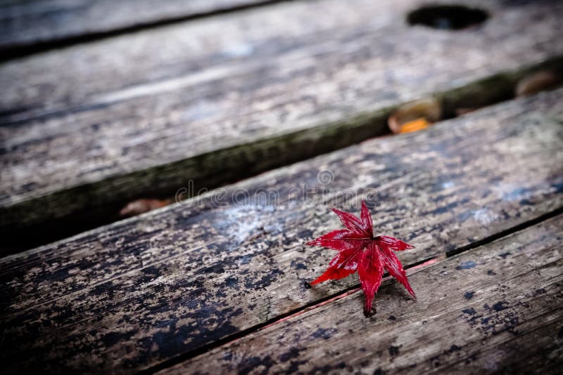 Autumn LeavesÂ red Maple Background with Leaf Fall on a Wooden Stock ...