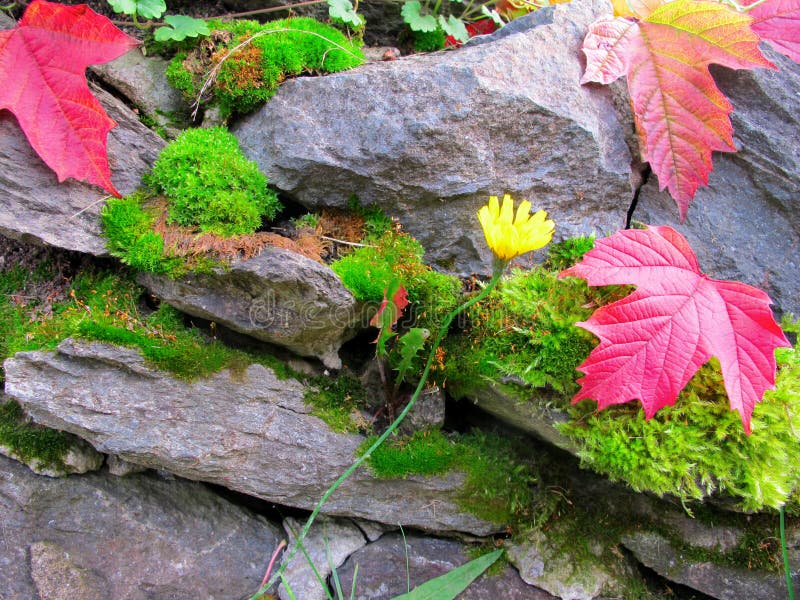 Autumn leaves stock image. Image of golden, nature, flower - 85797157