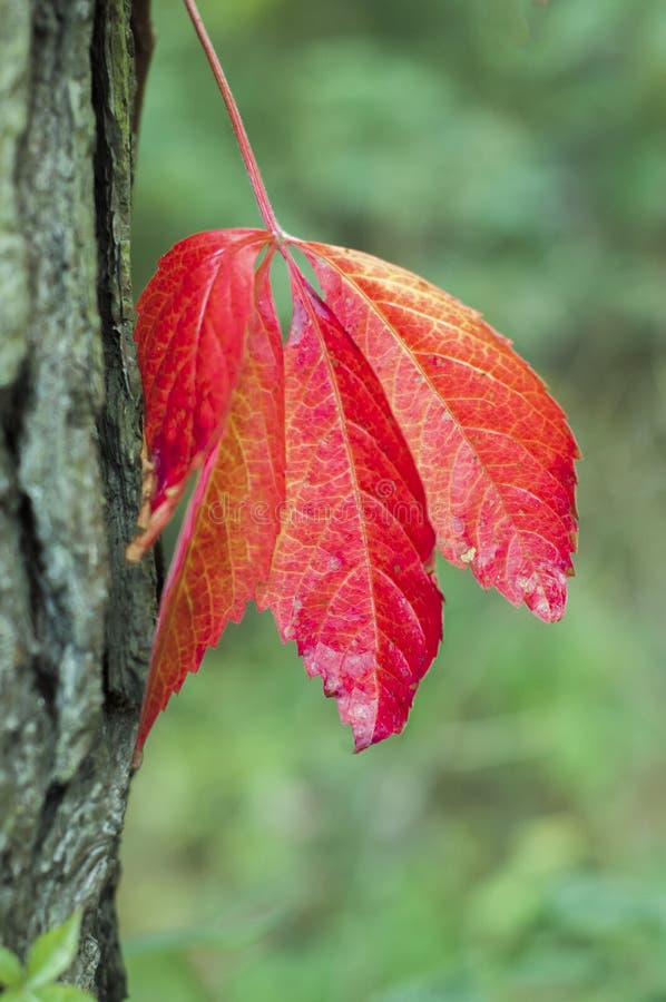Autumn leaves stock photo. Image of environment, autumn - 101871858