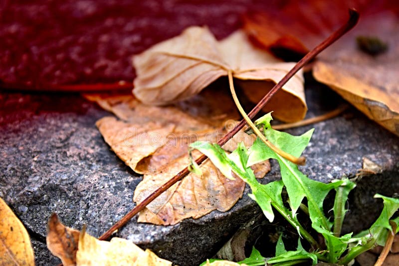 Autumn Leaves in Red Spotlight Stock Image - Image of leaves, gray ...