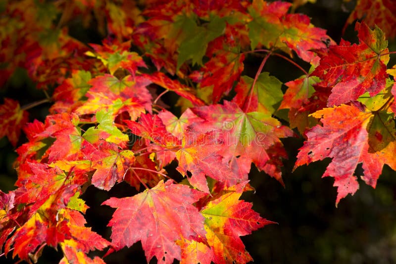 Autumn leaves stock image. Image of season, fall, colorful - 36837285