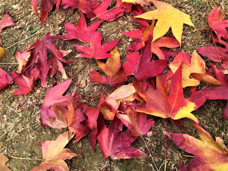Autumn and leaves stock photo. Image of season, brown - 102345378
