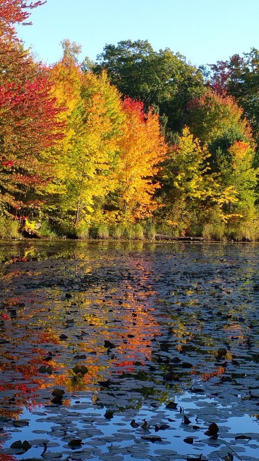 Autumn Leaves Reflect on Pond Stock Photo - Image of trees, reflect ...