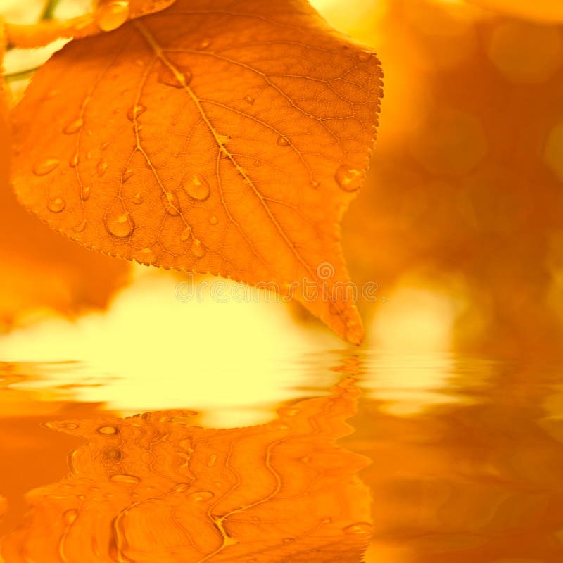 Colourful autumn leaves stock photo. Image of reflections - 3237990