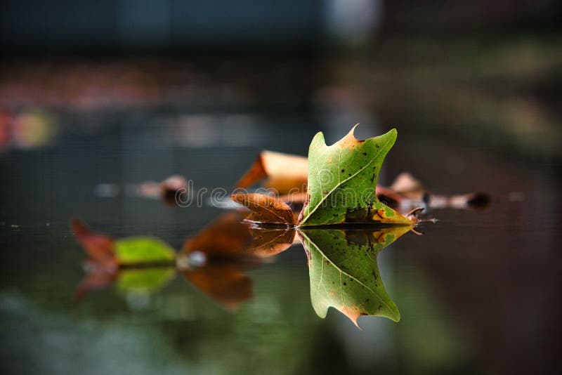 Autumn Leaves Reflecting in the Wet Ground. Stock Image - Image of ...
