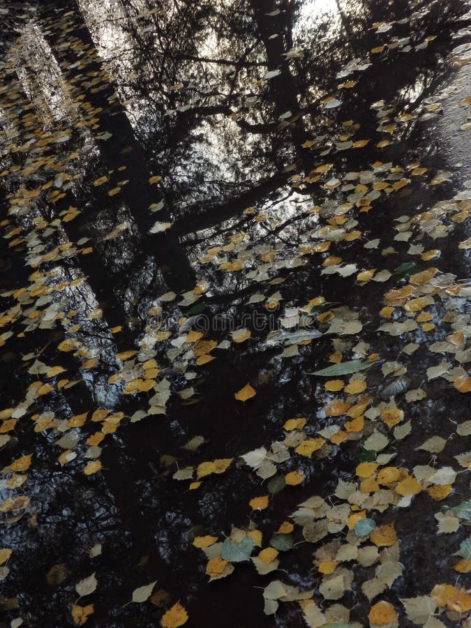 Autumn Leaves Reflection in a Puddle Stock Image - Image of city, green ...