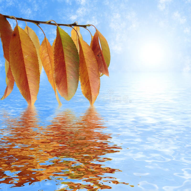 Autumn Leaves, Reflection in Water Stock Illustration - Illustration of ...