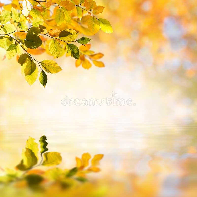 Autumn Leaves Reflection in Water Stock Photo - Image of amazing ...