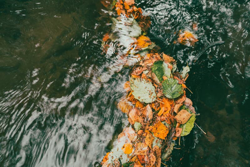 Autumn leaves in a river stock image. Image of autumn - 238992279