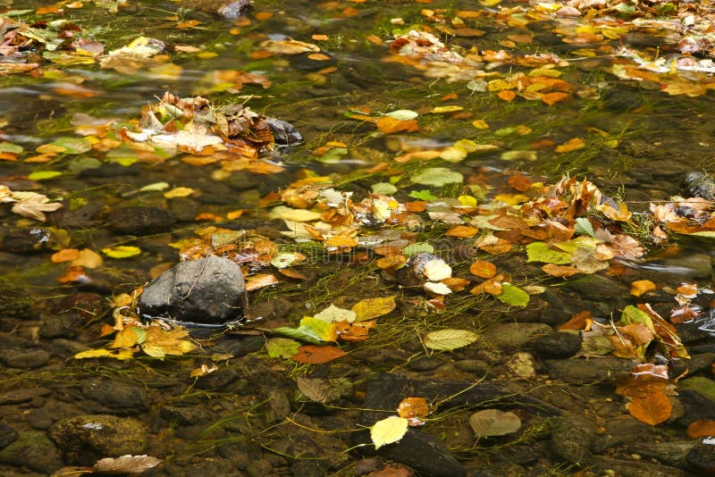 Autumn leaves in river stock image. Image of stream, daytime - 78969013
