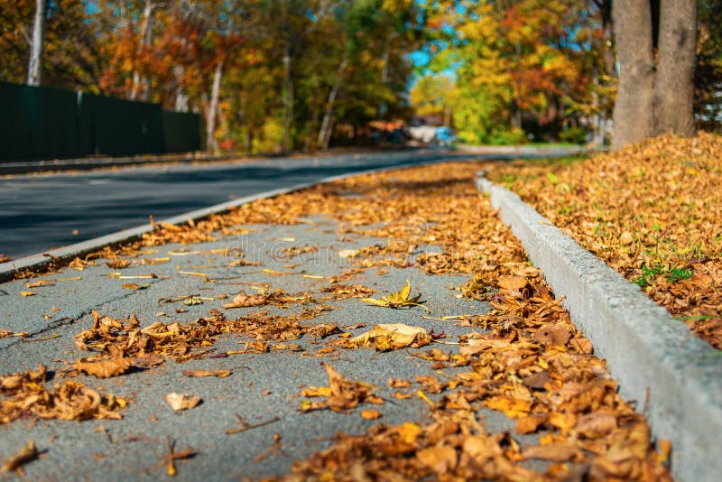Autumn leaves on the road stock photo. Image of garden - 224409858