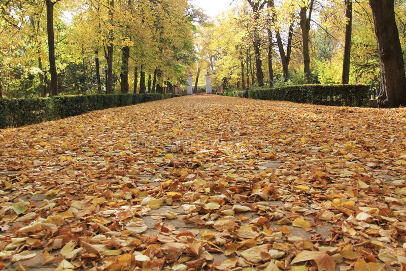 Autumn Leaves on the Road and Trees Stock Image - Image of beautiful ...