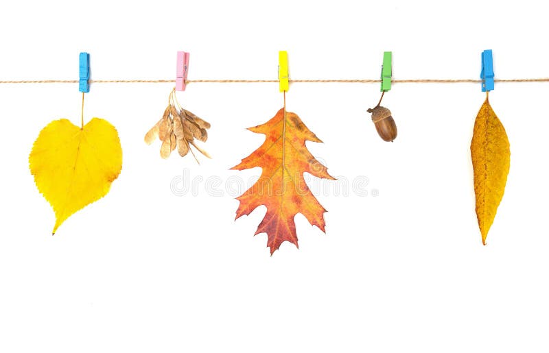 Autumn Leaves on a Rope Isolated on White Stock Image - Image of ...
