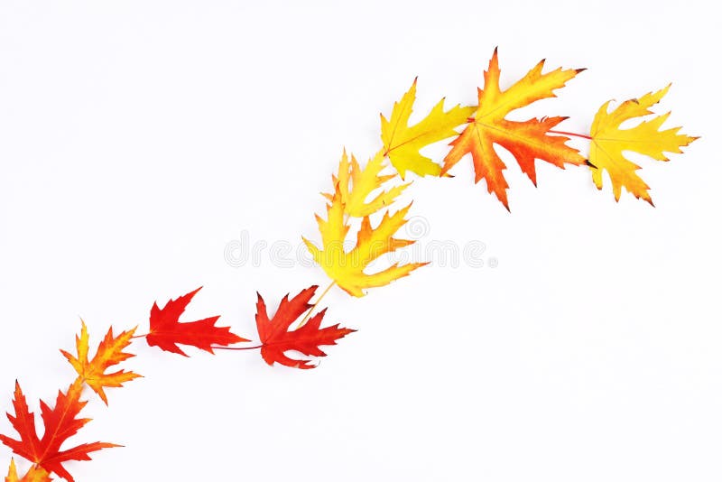Autumn Leaves in a Row on White Background Stock Image - Image of close ...