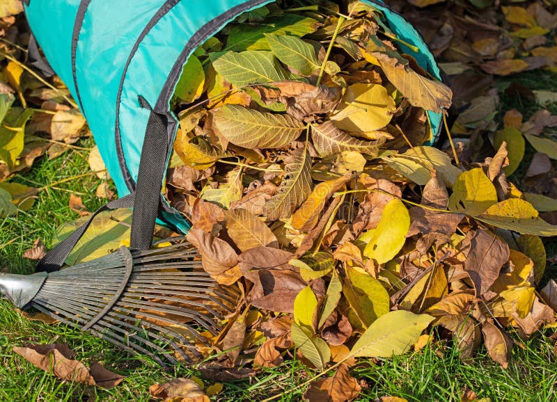 Autumn Leaves in the Rubbish Bag with a Leaf Rake Stock Image - Image ...