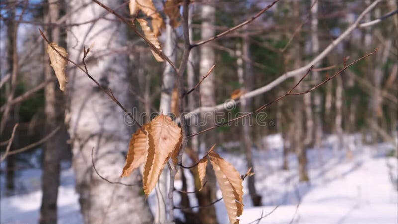 Autumn Leaves Rustling in the Cold Wind Stock Footage - Video of ...