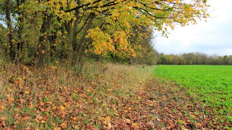 Autumn Leaves and Salad Field Stock Photo - Image of europe, fresh ...