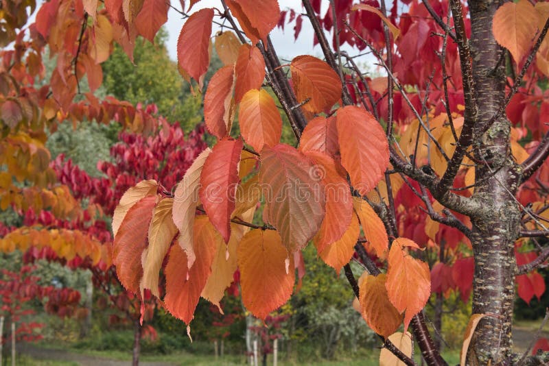 Autumn Leaves on Sargent S Cherry Tree Stock Photo - Image of garden ...