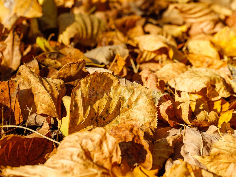 Autumn Leaves are Scattered Everywhere As a Backdrop Stock Image ...