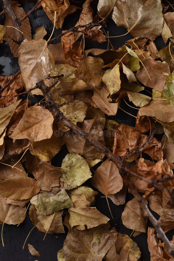 Autumn Leaves Scattered on Floor Stock Image - Image of forest ...